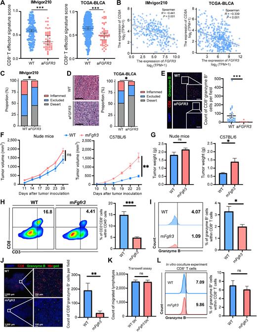 FGFR3 Alterations in Bladder Cancer Stimulate Serine Synthesis to ...