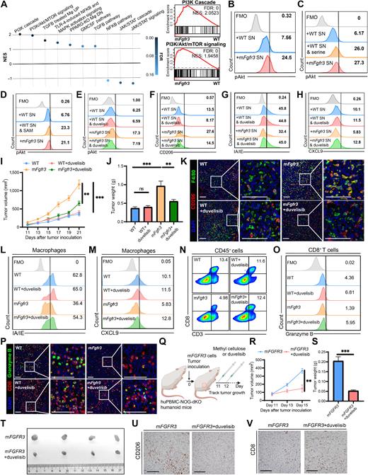 FGFR3 Alterations in Bladder Cancer Stimulate Serine Synthesis to Induce Immune-Inert ...