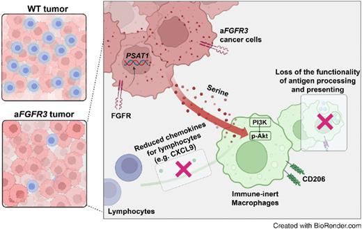 FGFR3 Alterations in Bladder Cancer Stimulate Serine Synthesis to ...