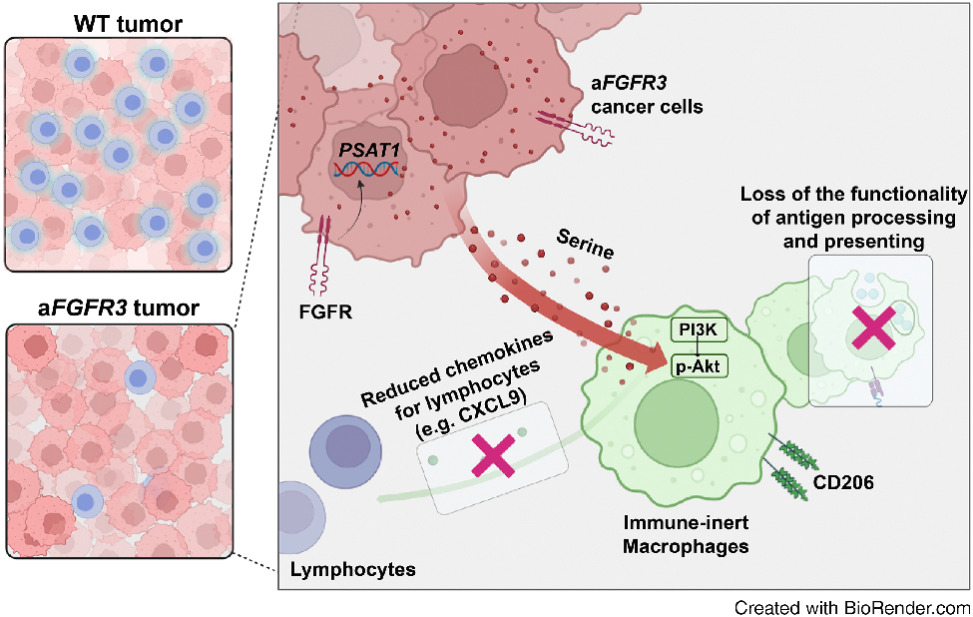 FGFR3 Alterations in Bladder Cancer Stimulate Serine Synthesis to Induce Immune-Inert ...