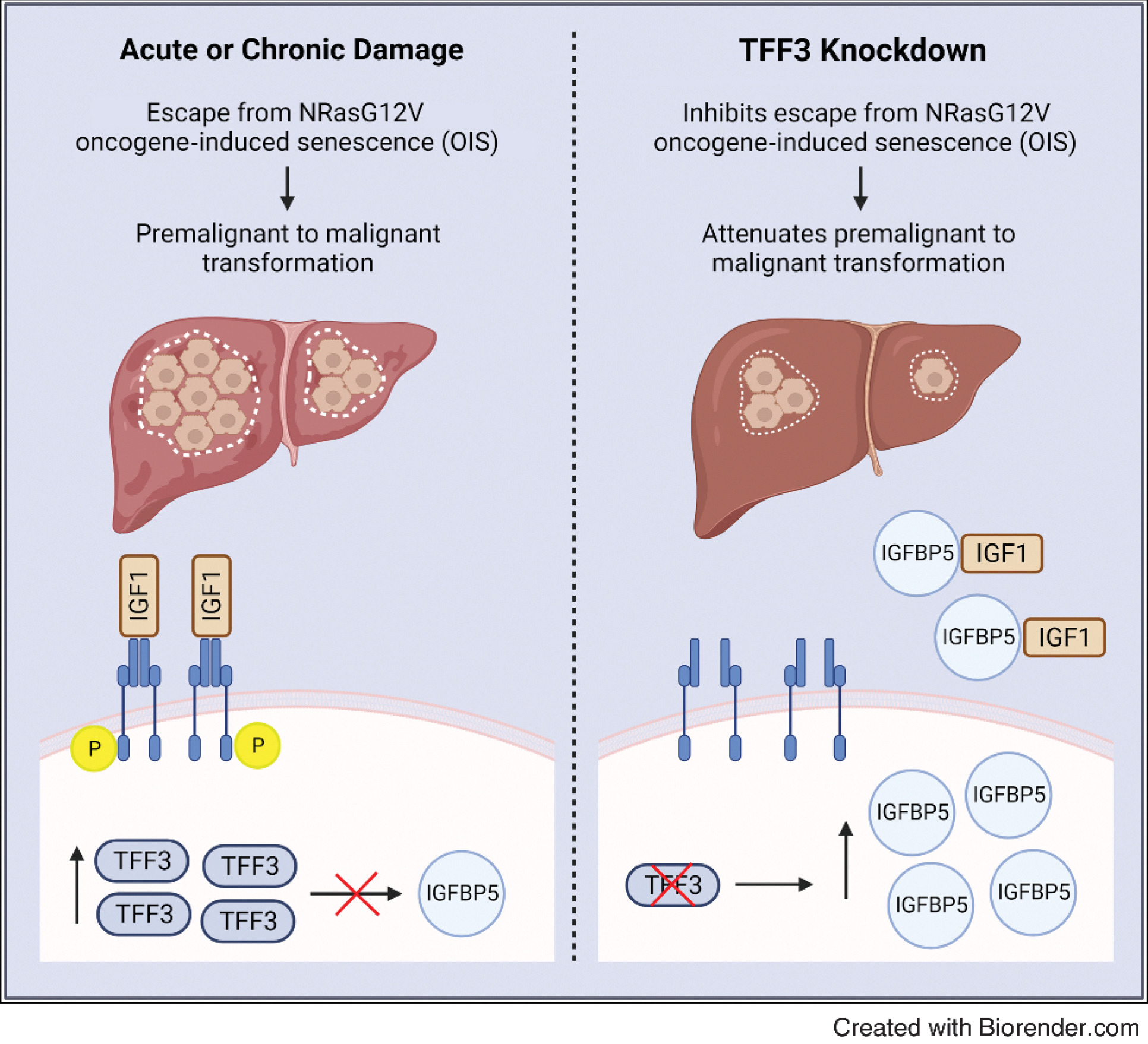 A Pro-Regenerative Environment Triggers Premalignant to Malignant ...