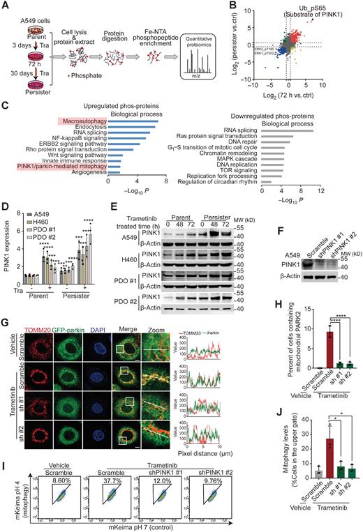 PINK1-Mediated Mitophagy Promotes Oxidative Phosphorylation and Redox ...