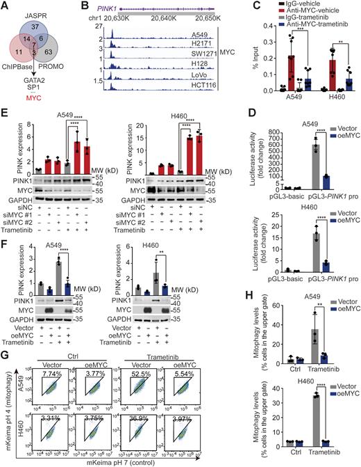 PINK1-Mediated Mitophagy Promotes Oxidative Phosphorylation and Redox ...
