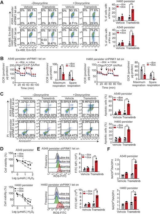 PINK1-Mediated Mitophagy Promotes Oxidative Phosphorylation and Redox ...
