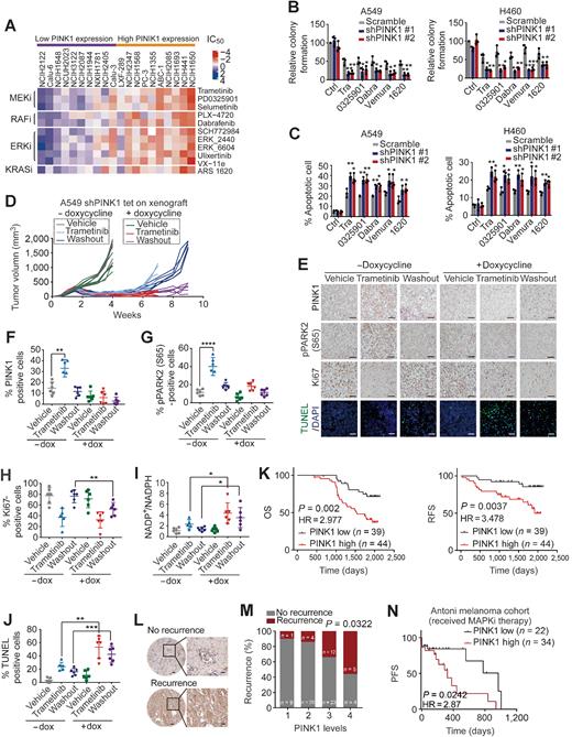 PINK1-Mediated Mitophagy Promotes Oxidative Phosphorylation and Redox ...