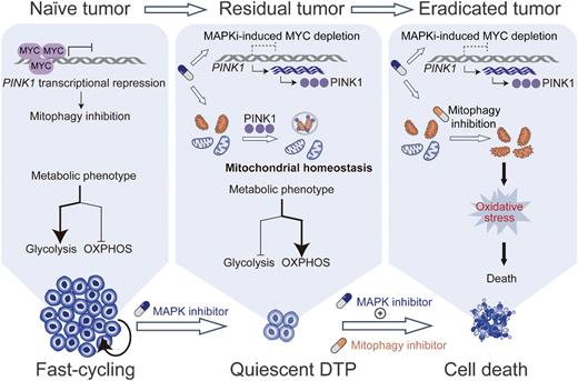 PINK1-Mediated Mitophagy Promotes Oxidative Phosphorylation and Redox ...