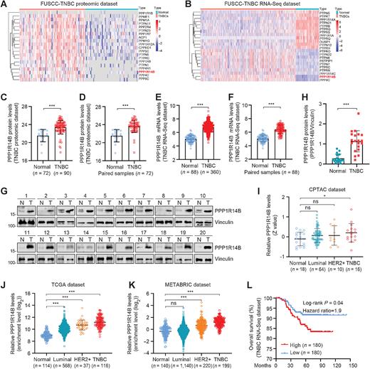 Protein Phosphatase 1 Subunit PPP1R14B Stabilizes STMN1 to Promote ...