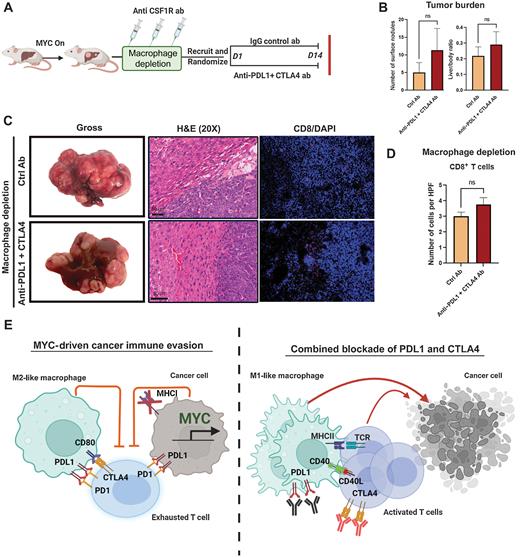MYC Overexpression Drives Immune Evasion in Hepatocellular Carcinoma ...