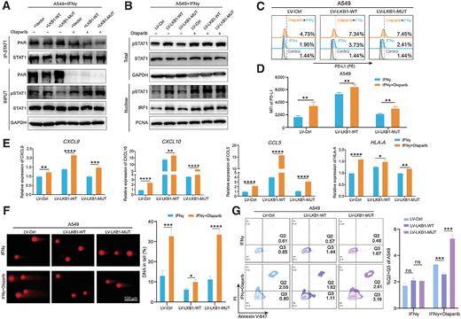 PARP Inhibition Induces Synthetic Lethality and Adaptive Immunity in ...