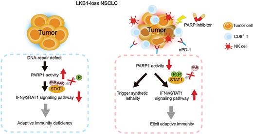 PARP Inhibition Induces Synthetic Lethality and Adaptive Immunity in ...