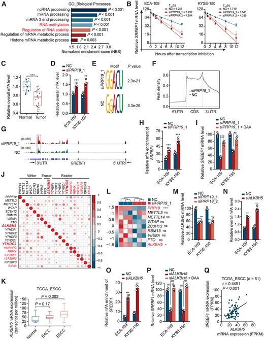 PRP19 Enhances Esophageal Squamous Cell Carcinoma Progression by ...