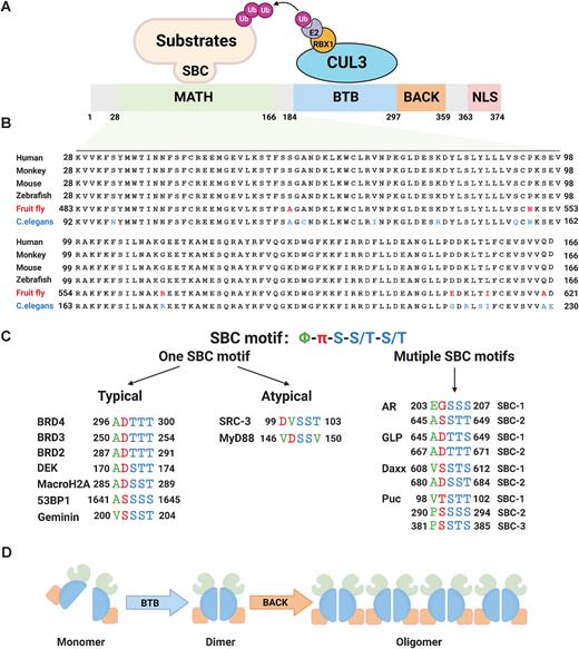 Deregulation of SPOP in Cancer | Cancer Research | American Association for Cancer Research
