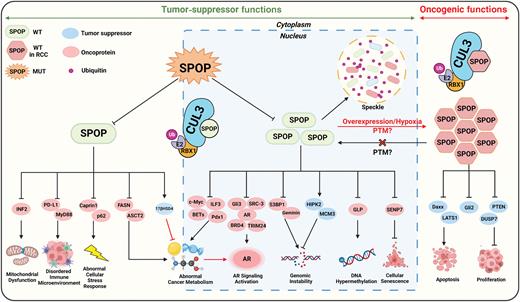 Deregulation of SPOP in Cancer | Cancer Research | American Association ...