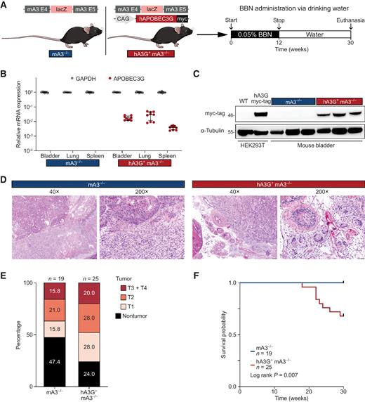 The Cytidine Deaminase APOBEC3G Contributes to Cancer Mutagenesis and ...