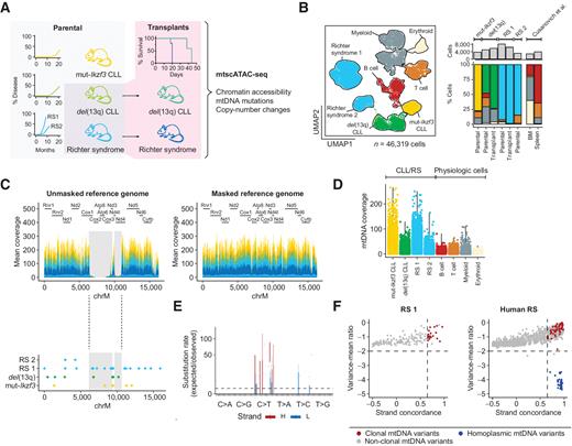 Mitochondrial DNA Mutations as Natural Barcodes for Lineage Tracing of ...