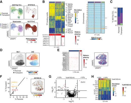 Mitochondrial DNA Mutations as Natural Barcodes for Lineage Tracing of ...