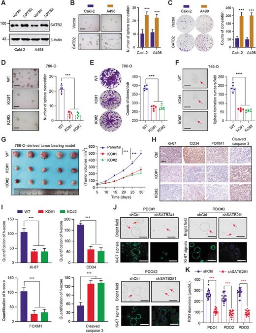 YAP-Activated SATB2 Is a Coactivator of NRF2 That Amplifies ...