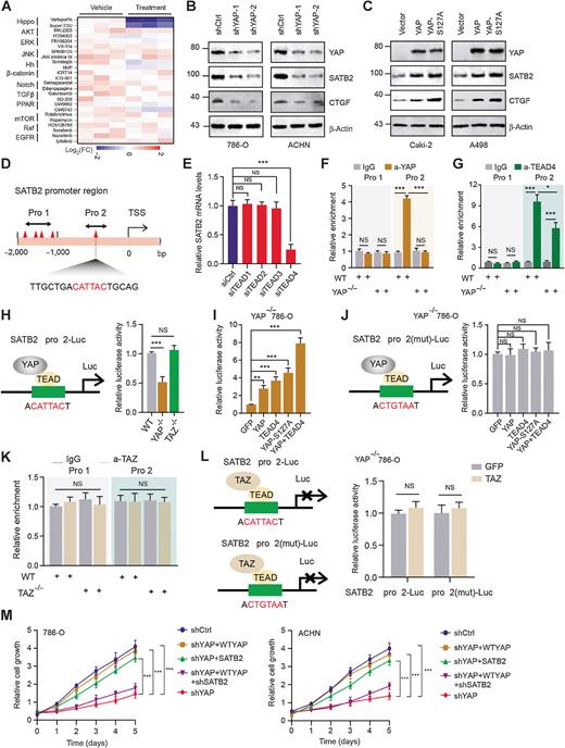 YAP-Activated SATB2 Is a Coactivator of NRF2 That Amplifies ...