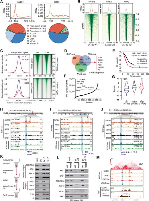 YAP-Activated SATB2 Is a Coactivator of NRF2 That Amplifies ...