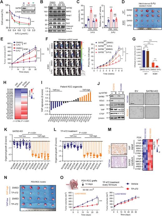 YAP-Activated SATB2 Is a Coactivator of NRF2 That Amplifies ...