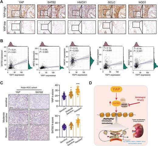 YAP-Activated SATB2 Is a Coactivator of NRF2 That Amplifies ...