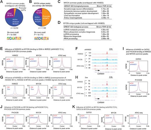 HAND2 Assists MYCN Enhancer Invasion to Regulate a Noradrenergic ...