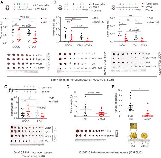 Targeting RNA Exonuclease XRN1 Potentiates Efficacy of Cancer ...