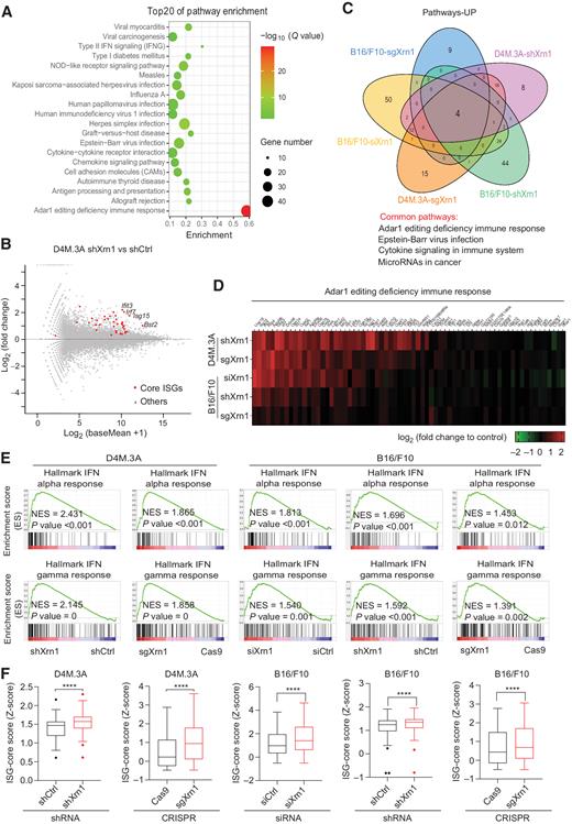 Targeting RNA Exonuclease XRN1 Potentiates Efficacy of Cancer ...