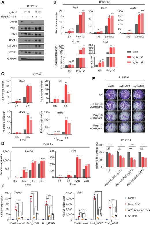 Targeting RNA Exonuclease XRN1 Potentiates Efficacy of Cancer ...