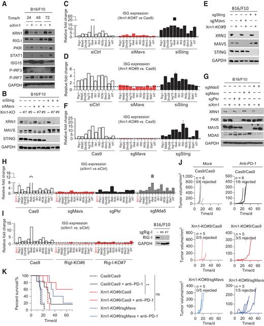 Targeting RNA Exonuclease XRN1 Potentiates Efficacy of Cancer ...
