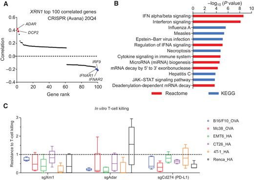 Targeting RNA Exonuclease XRN1 Potentiates Efficacy of Cancer ...