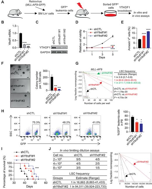 The RNA m6A Reader YTHDF1 Is Required for Acute Myeloid Leukemia ...