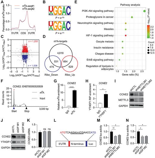 The RNA m6A Reader YTHDF1 Is Required for Acute Myeloid Leukemia ...