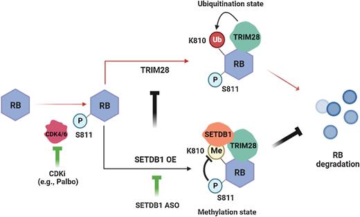 SETDB1 Modulates Degradation of Phosphorylated RB and Anticancer ...