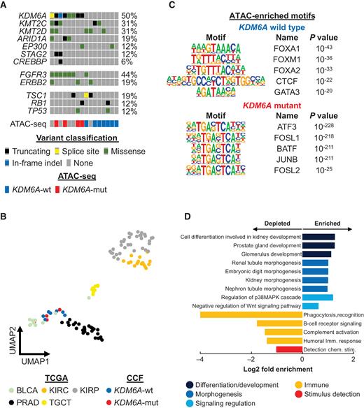 KDM6A Loss Triggers an Epigenetic Switch That Disrupts Urothelial ...