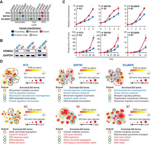 KDM6A Loss Triggers an Epigenetic Switch That Disrupts Urothelial ...