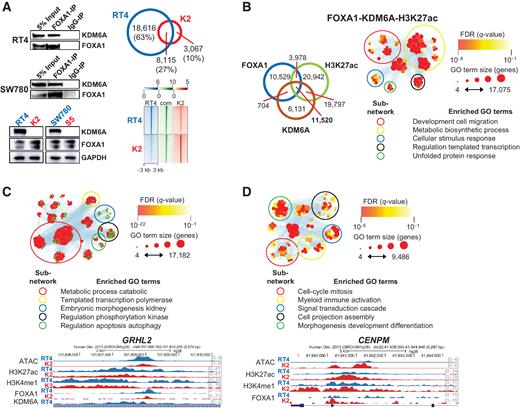 KDM6A Loss Triggers an Epigenetic Switch That Disrupts Urothelial ...