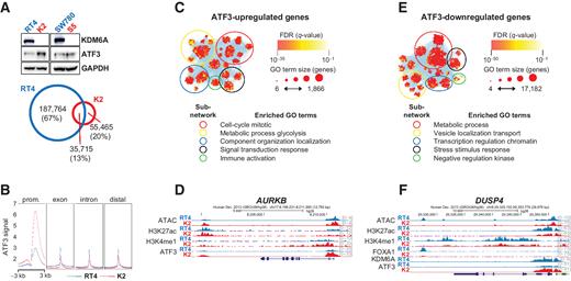 KDM6A Loss Triggers an Epigenetic Switch That Disrupts Urothelial ...