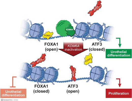 KDM6A Loss Triggers an Epigenetic Switch That Disrupts Urothelial ...