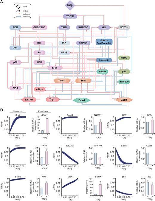 A Cell-Fate Reprogramming Strategy Reverses Epithelial-to-Mesenchymal ...
