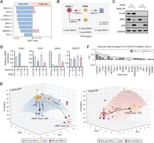 A Cell-Fate Reprogramming Strategy Reverses Epithelial-to-Mesenchymal ...
