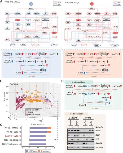A Cell-Fate Reprogramming Strategy Reverses Epithelial-to-Mesenchymal ...