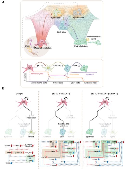 A Cell-Fate Reprogramming Strategy Reverses Epithelial-to-Mesenchymal ...