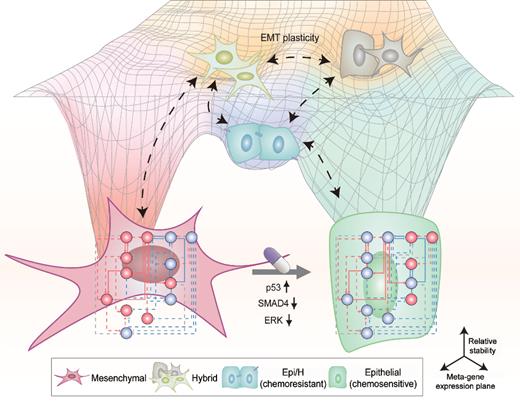 A Cell-Fate Reprogramming Strategy Reverses Epithelial-to-Mesenchymal ...