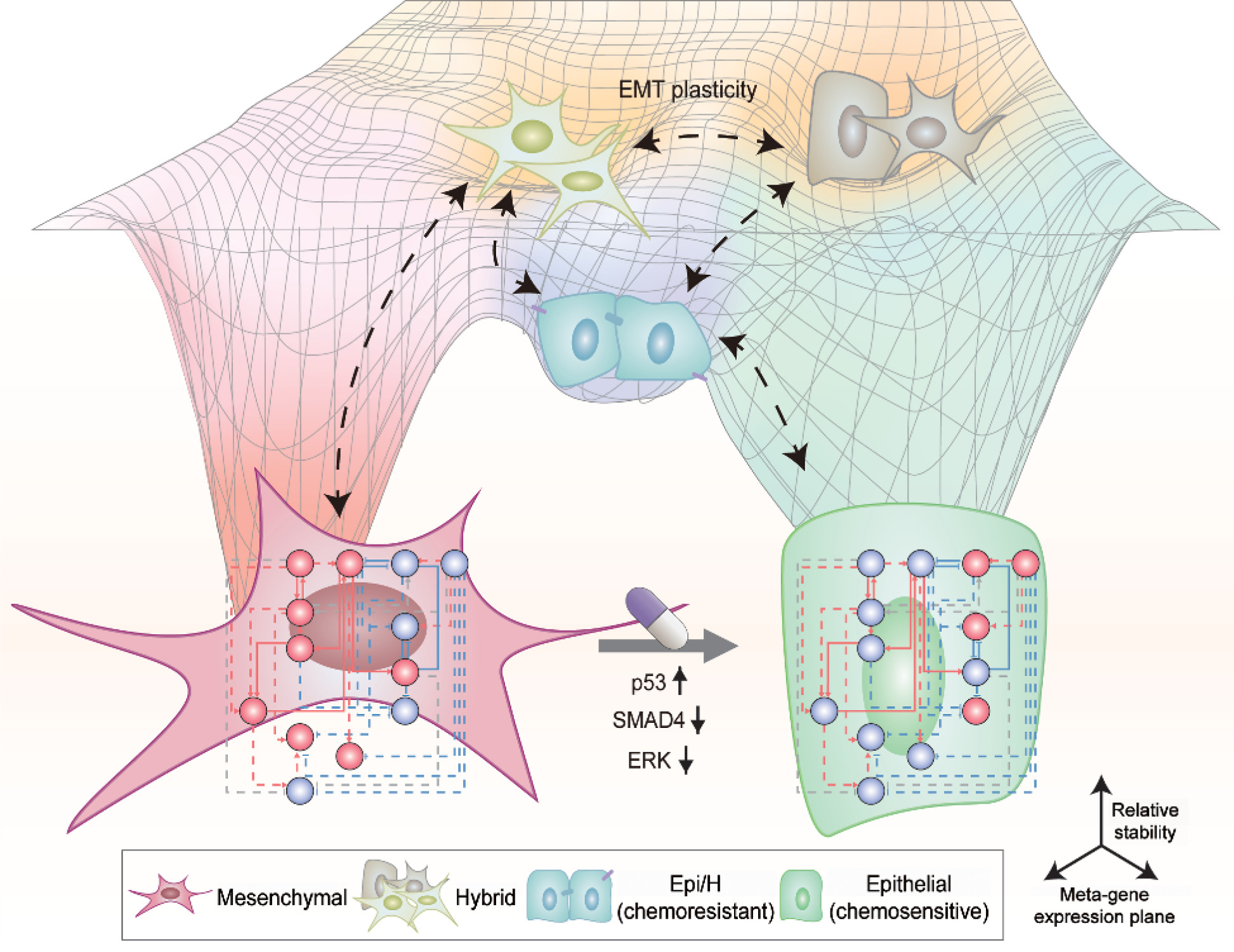 A Cell-Fate Reprogramming Strategy Reverses Epithelial-to-Mesenchymal ...