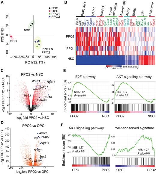 Olig1/2-Expressing Intermediate Lineage Progenitors Are Predisposed to ...