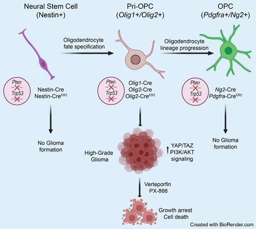 Olig1/2-Expressing Intermediate Lineage Progenitors Are Predisposed to ...