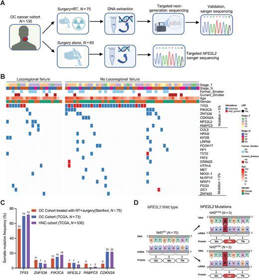 NFE2L2 Mutations Enhance Radioresistance in Head and Neck Cancer by Modulating Intratumoral ...