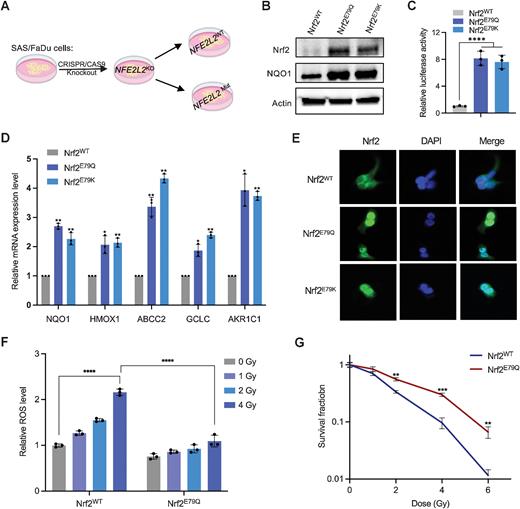 NFE2L2 Mutations Enhance Radioresistance in Head and Neck Cancer by ...
