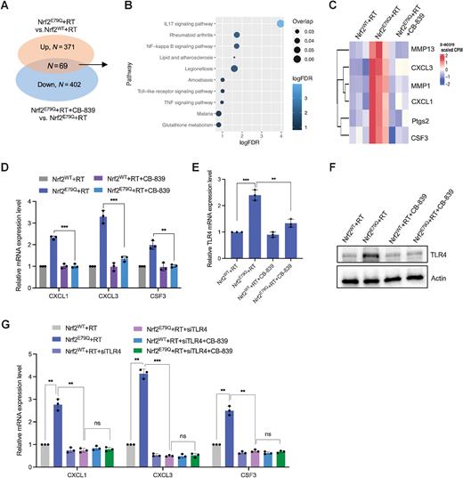 NFE2L2 Mutations Enhance Radioresistance in Head and Neck Cancer by ...